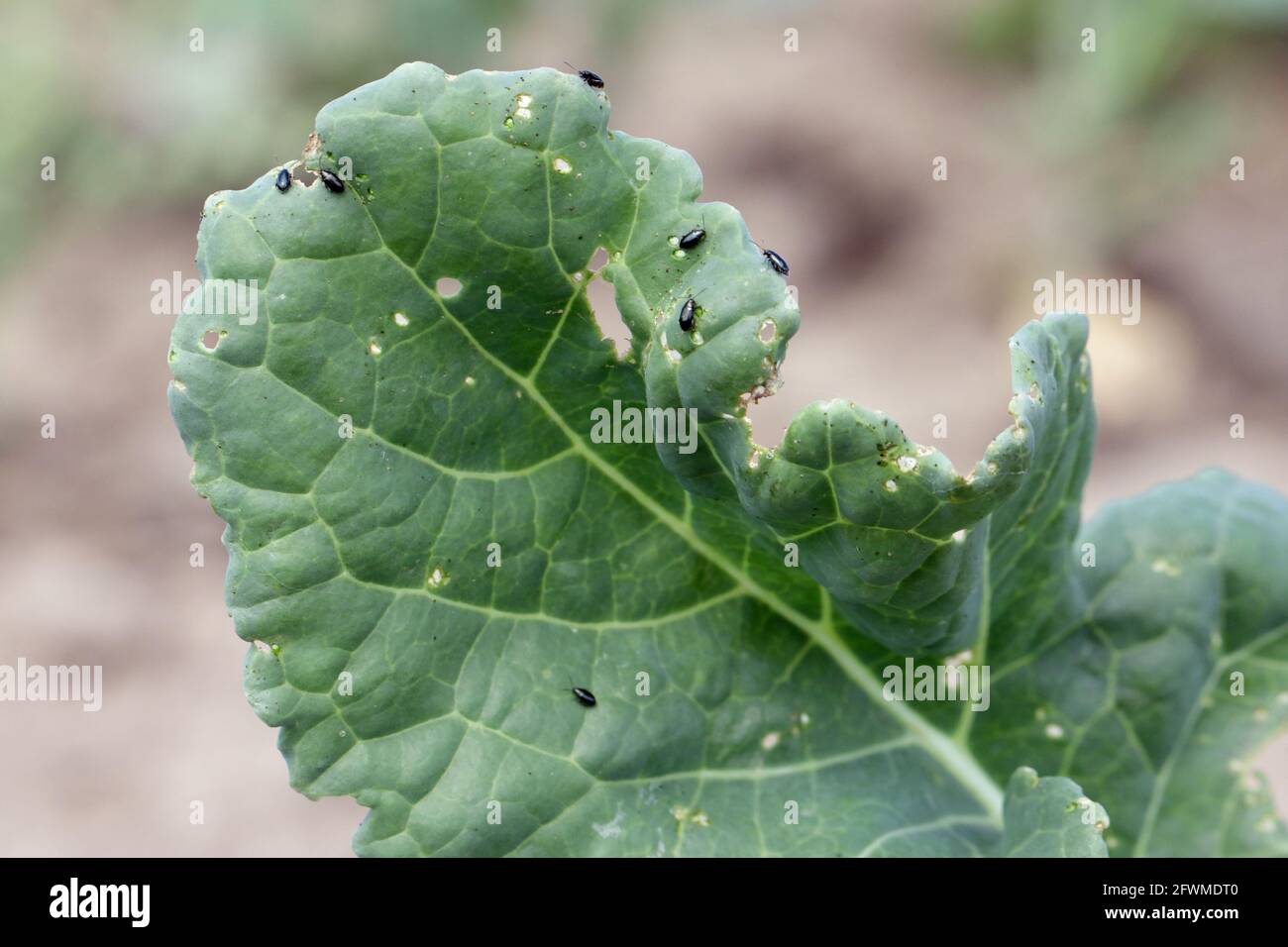 Cabbage Stem Flea Beetle on damaged Oilseed Rape - canola Stock Photo ...