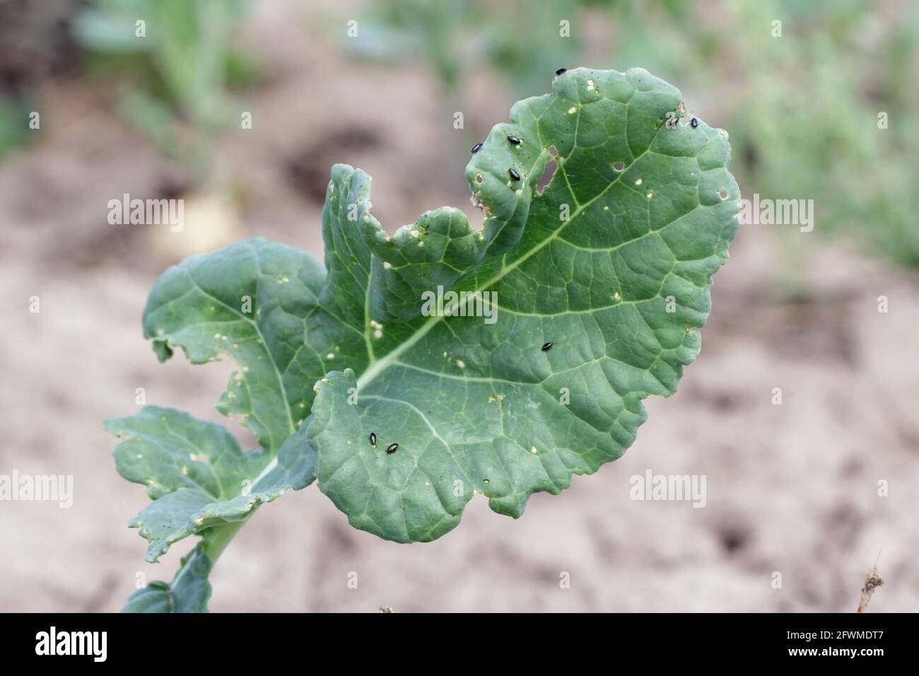 Cabbage Stem Flea Beetle on damaged Oilseed Rape - canola Stock Photo ...