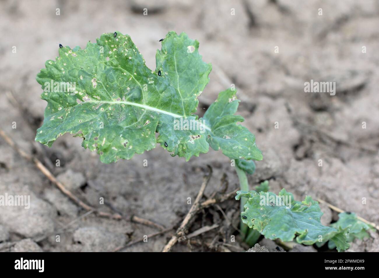 Cabbage Stem Flea Beetle on damaged Oilseed Rape - canola Stock Photo ...