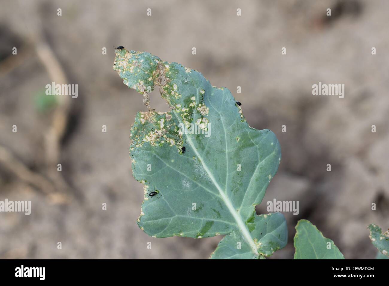 Cabbage Stem Flea Beetle on damaged Oilseed Rape - canola Stock Photo ...