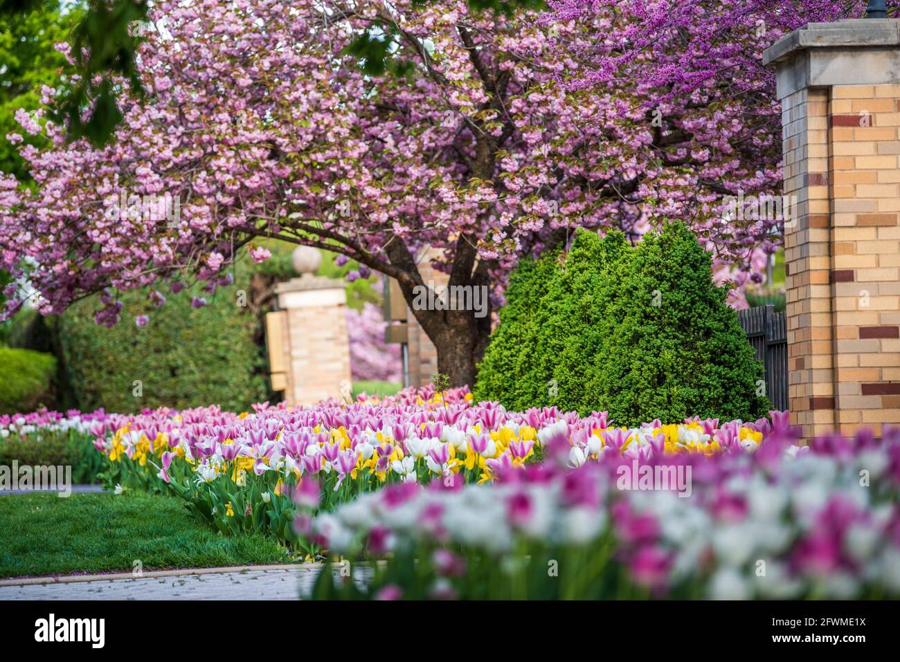 Cherry Blossom and tulips put on a dazzling show in Spring in Northwest ...