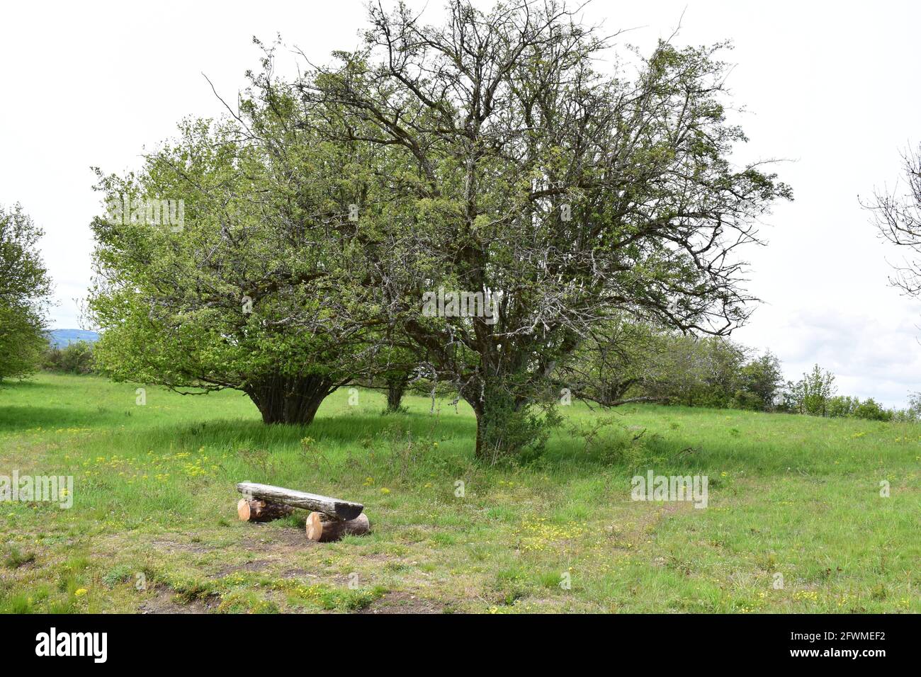 hiking trail through the willow trees Stock Photo - Alamy