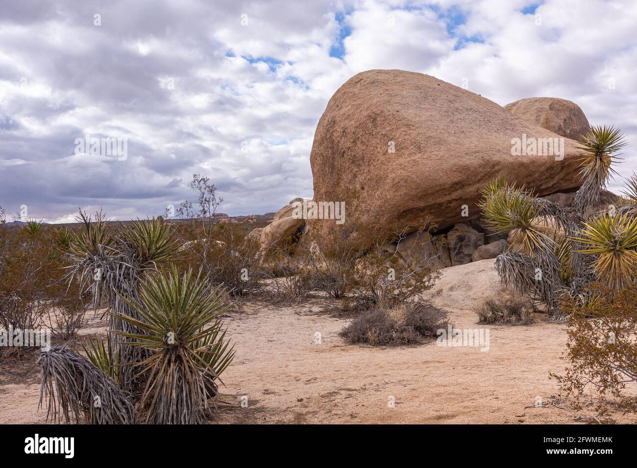 Tree like cacti hi-res stock photography and images - Alamy