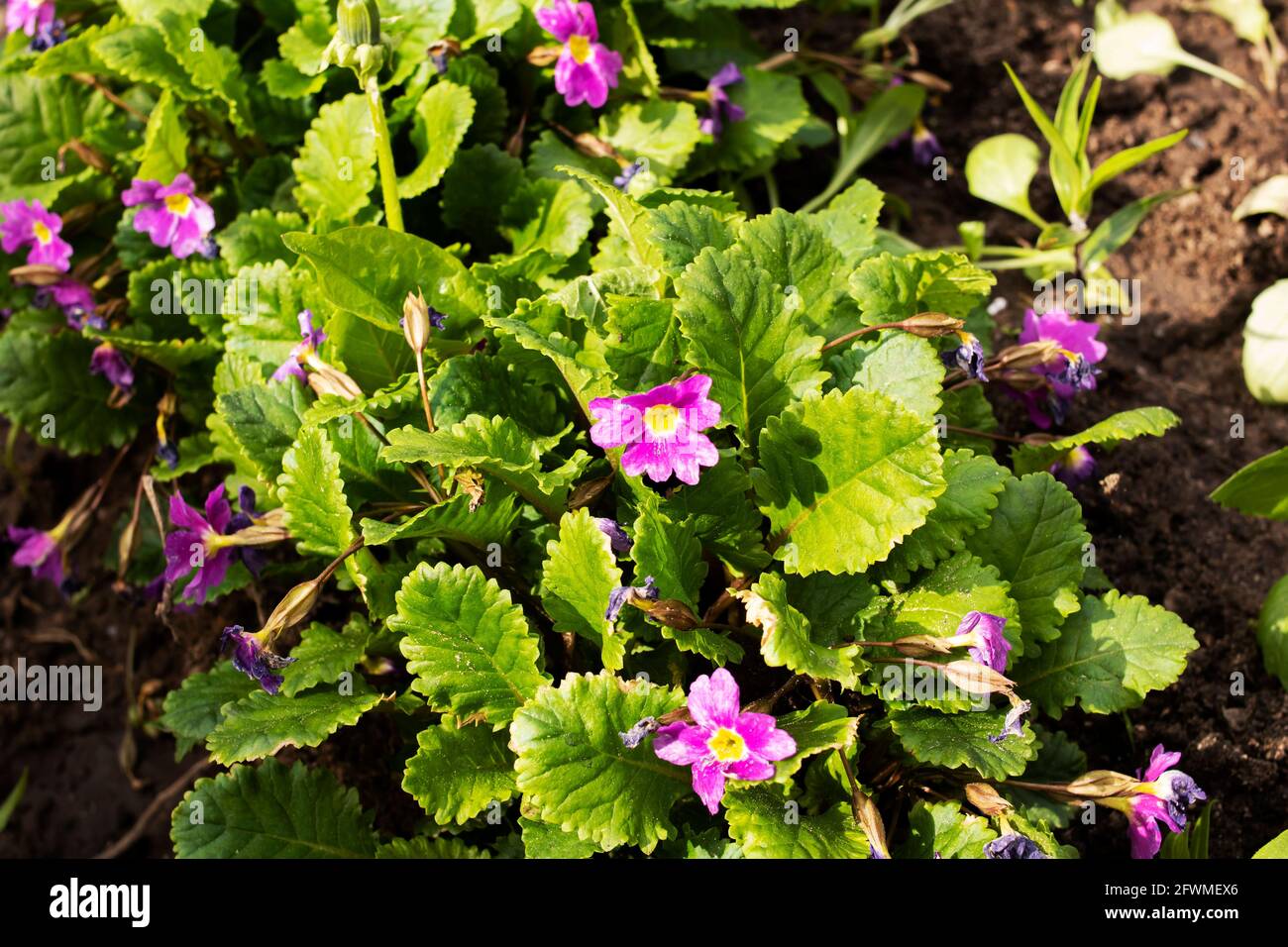 Small violet flowers among green leaves close up Stock Photo - Alamy