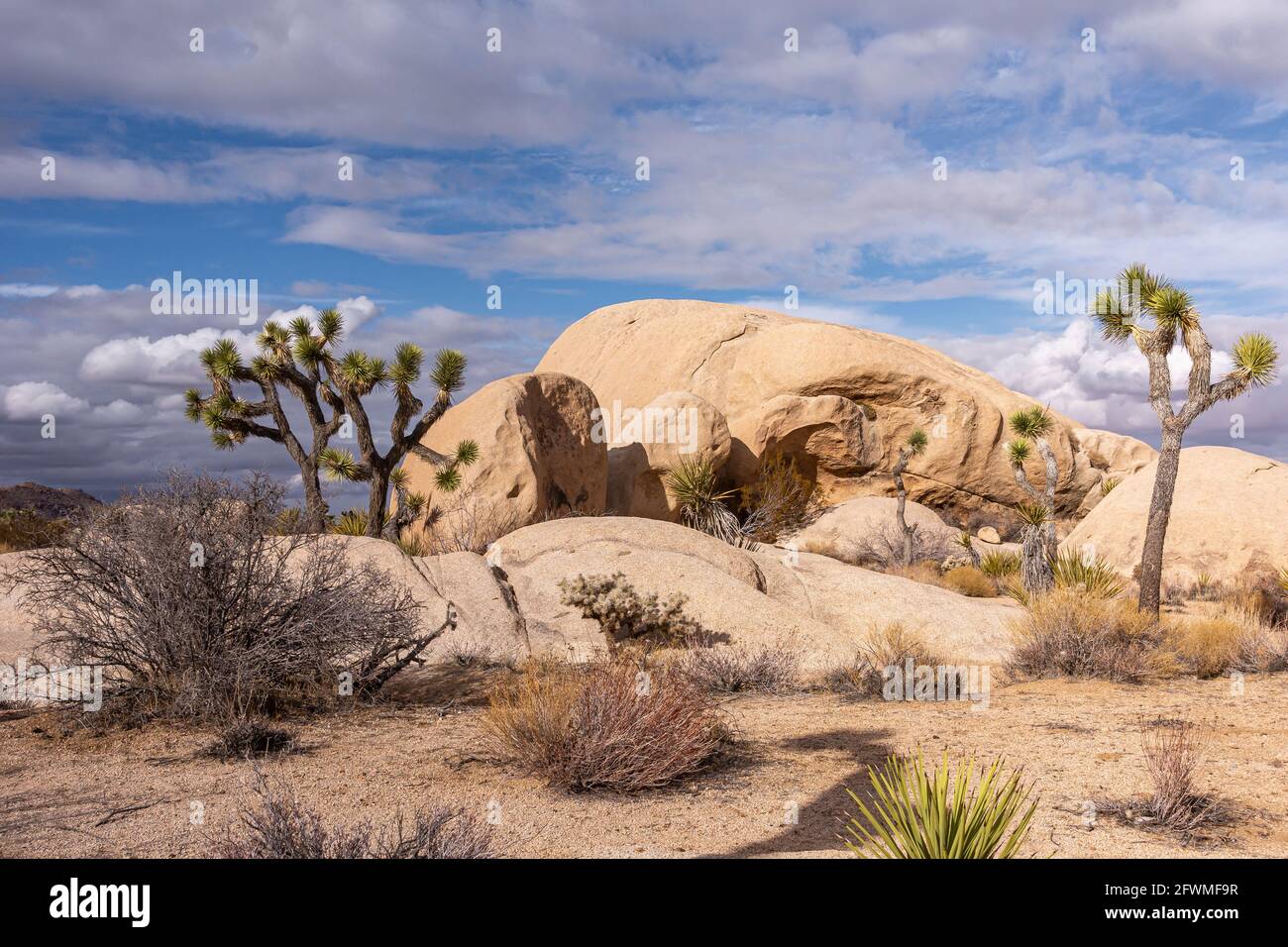 Joshua pine trees hi-res stock photography and images - Alamy