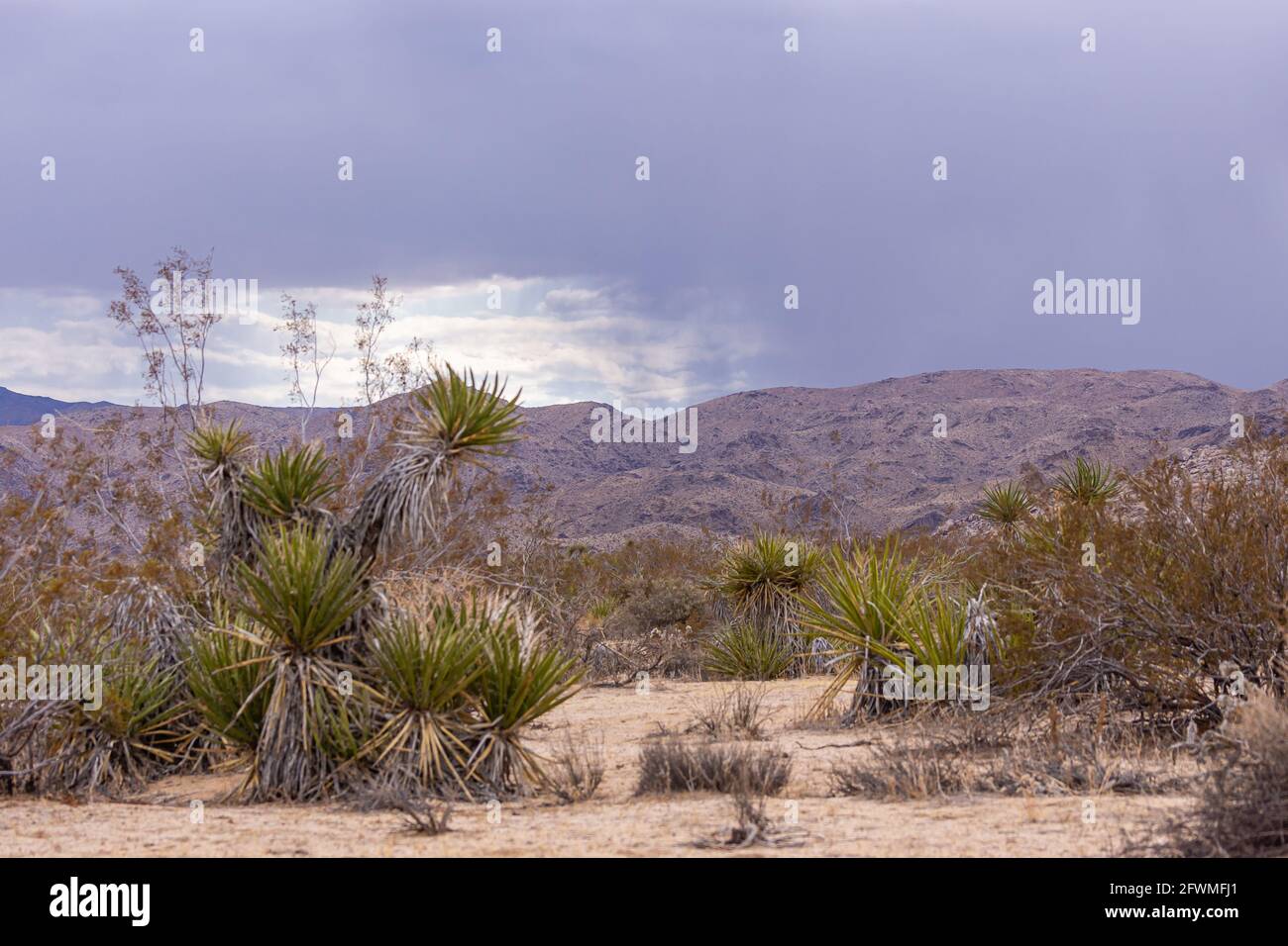 Yucca plant in the horizon hi-res stock photography and images - Alamy