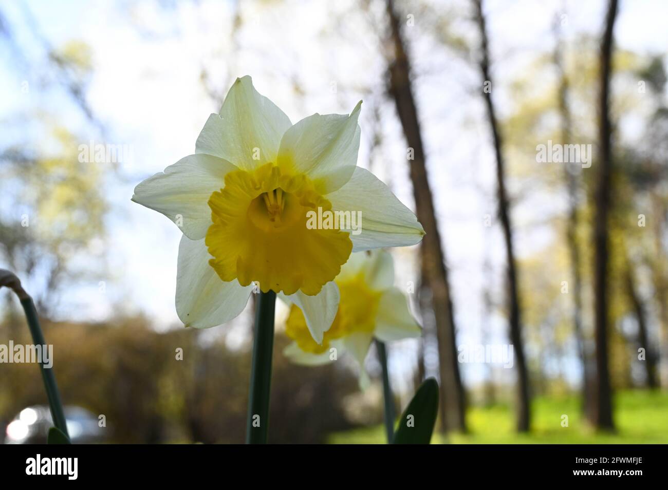 Yellow core hi-res stock photography and images - Alamy