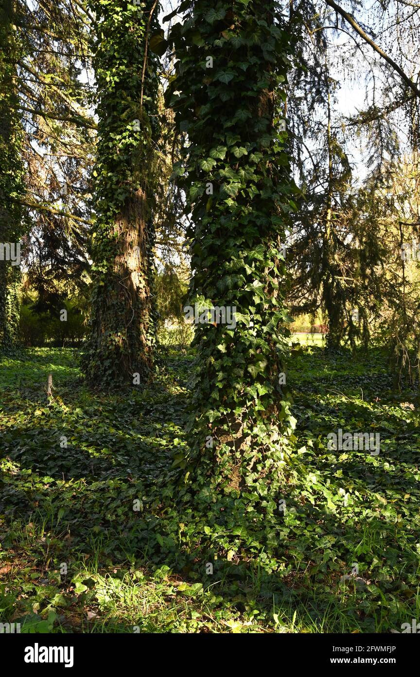 Ivy Growing Up Trees High Resolution Stock Photography and Images - Alamy