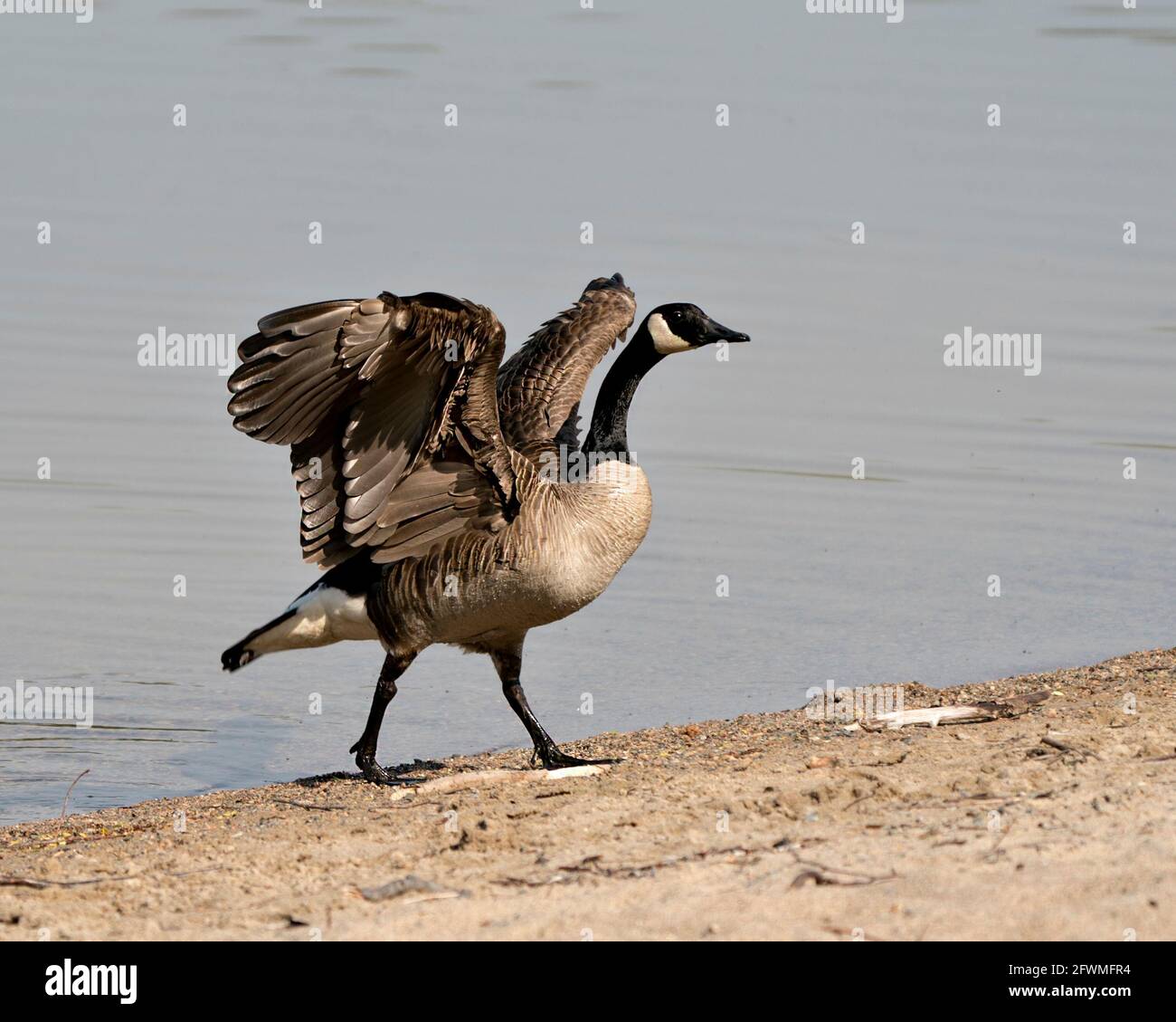 Canada Goose close-up profile view with spread wings and blur water ...