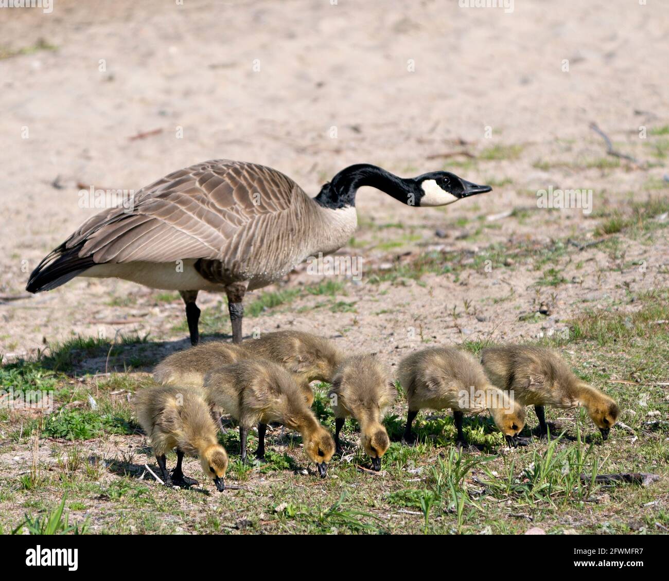 Canadian Goose adult and baby gosling close-up profile view eating on ...