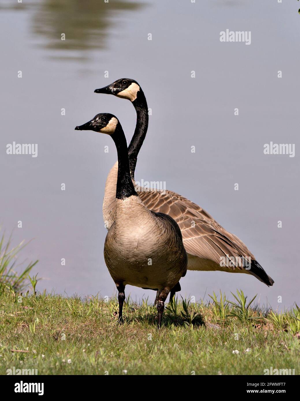 Canadian Geese couple close-up profile view with a blur blue water ...