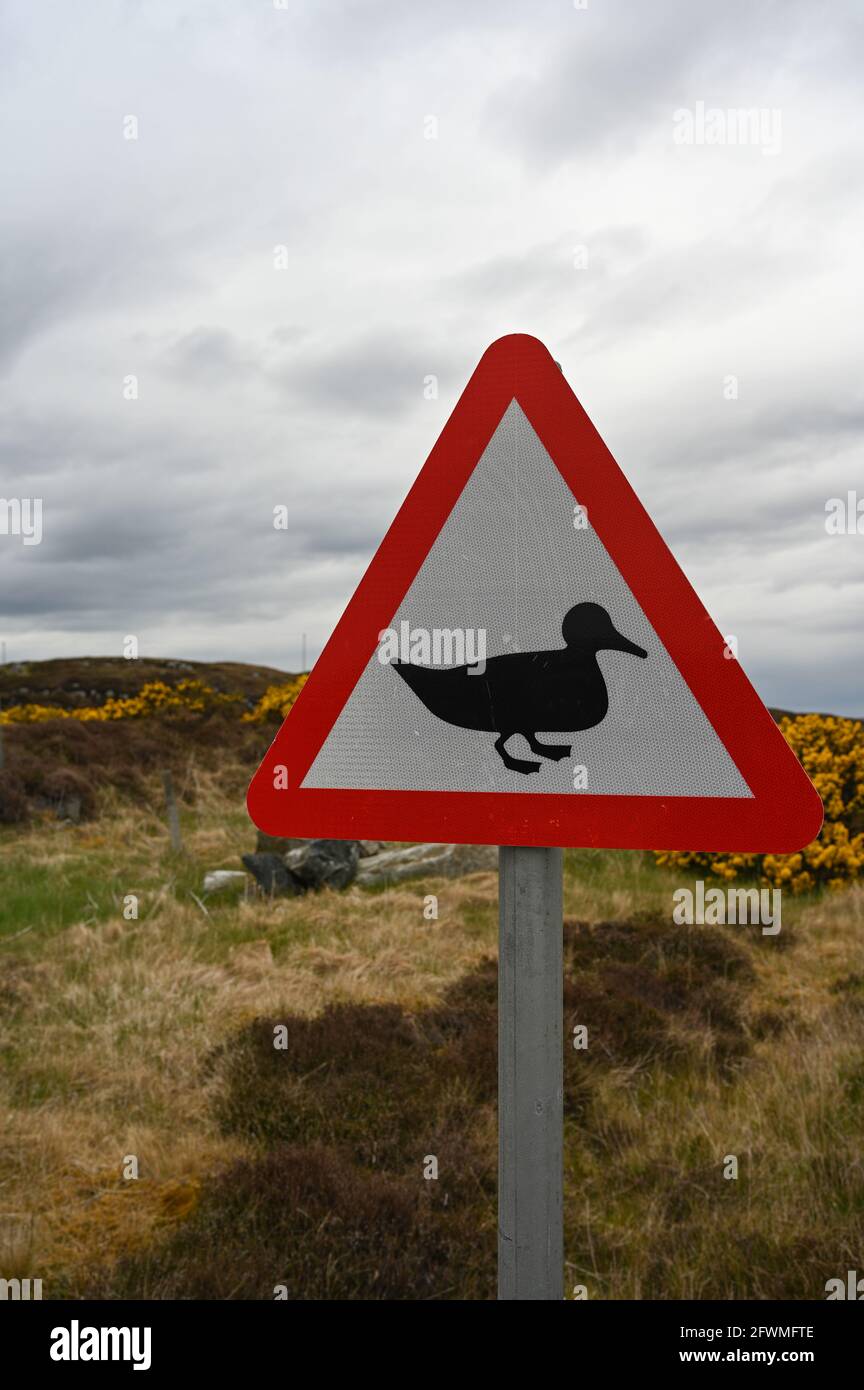 Traffic sign red triangle warning of ducks. Duck icon. Blurred rural ...
