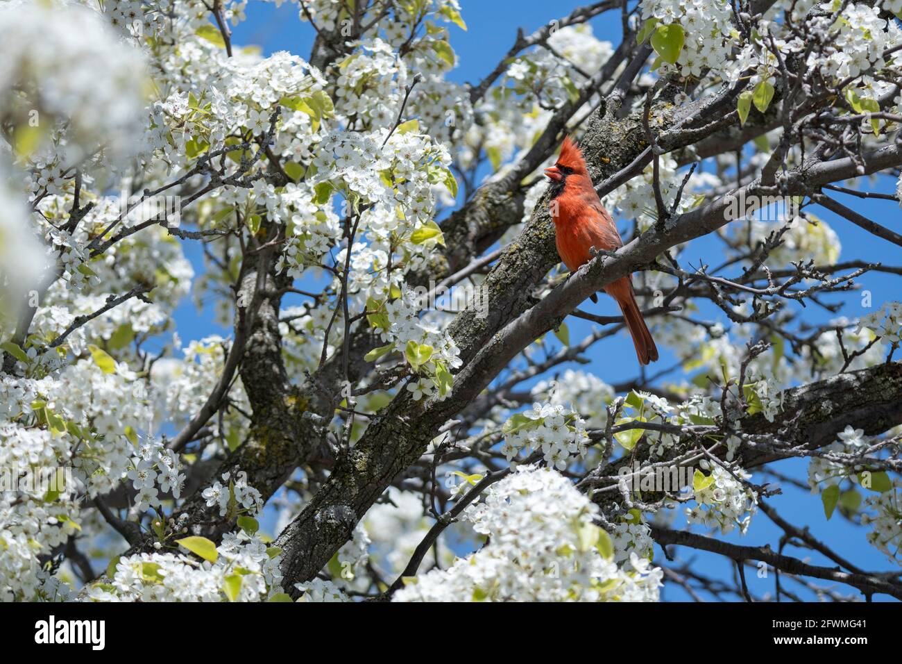 White Crabapple tree flowering in Spring, Malus Stock Photo - Alamy
