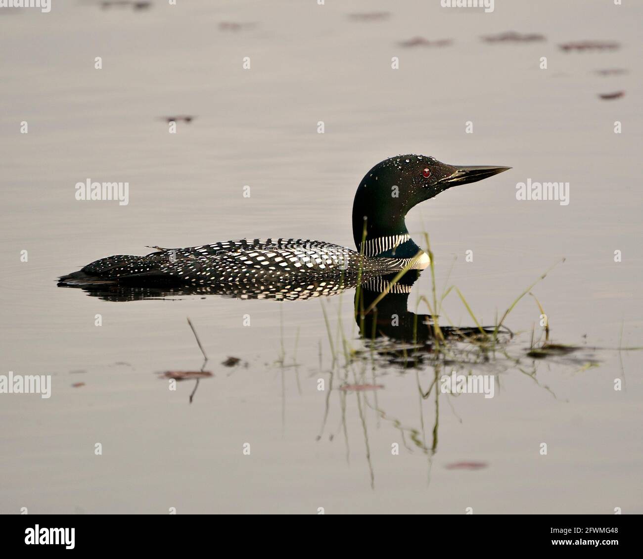 Loon close-up profile front view swimming in the lake in its ...