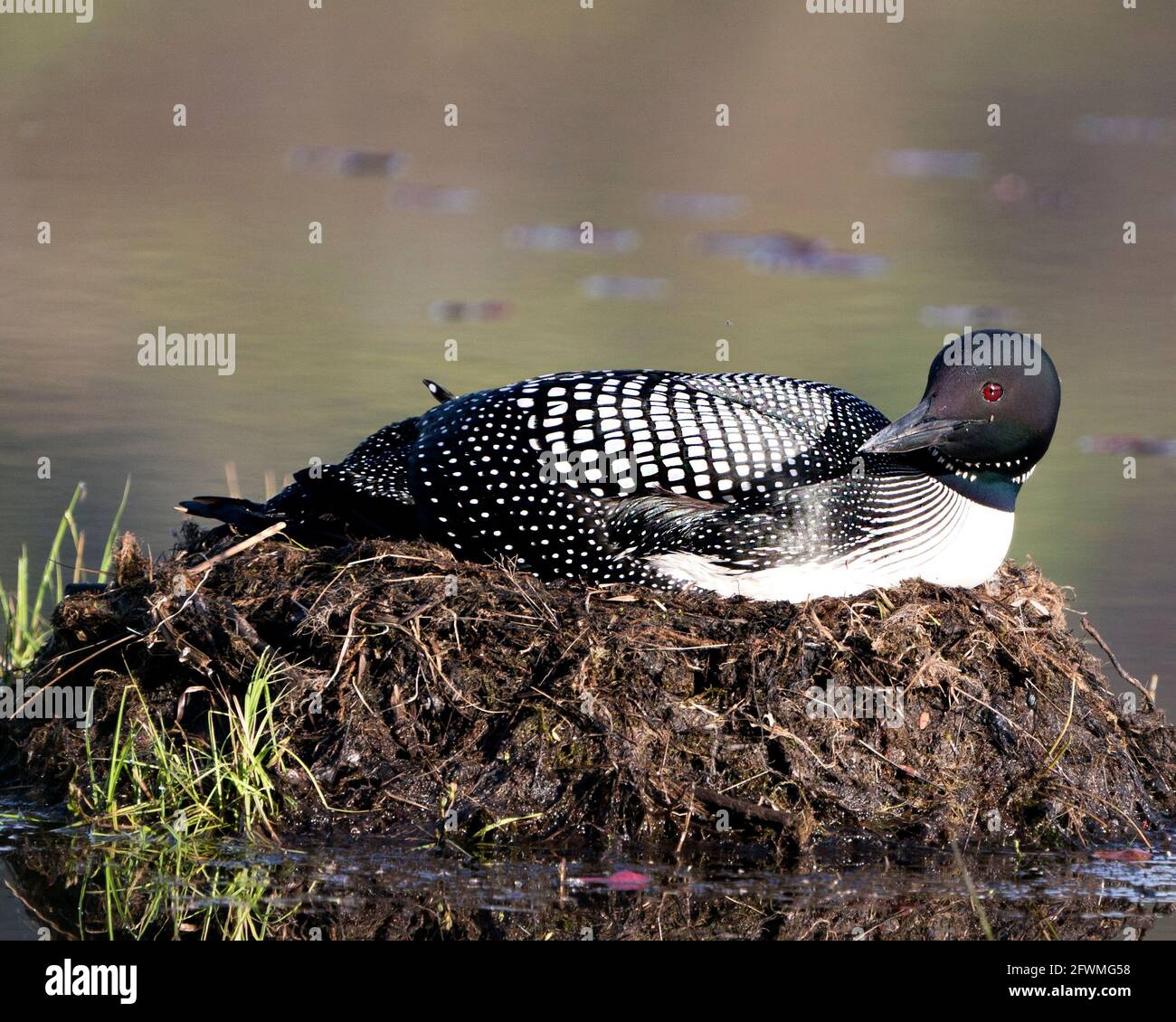 Loon nesting on its nest with marsh grasses, mud and water by the lake shore in its environment ...