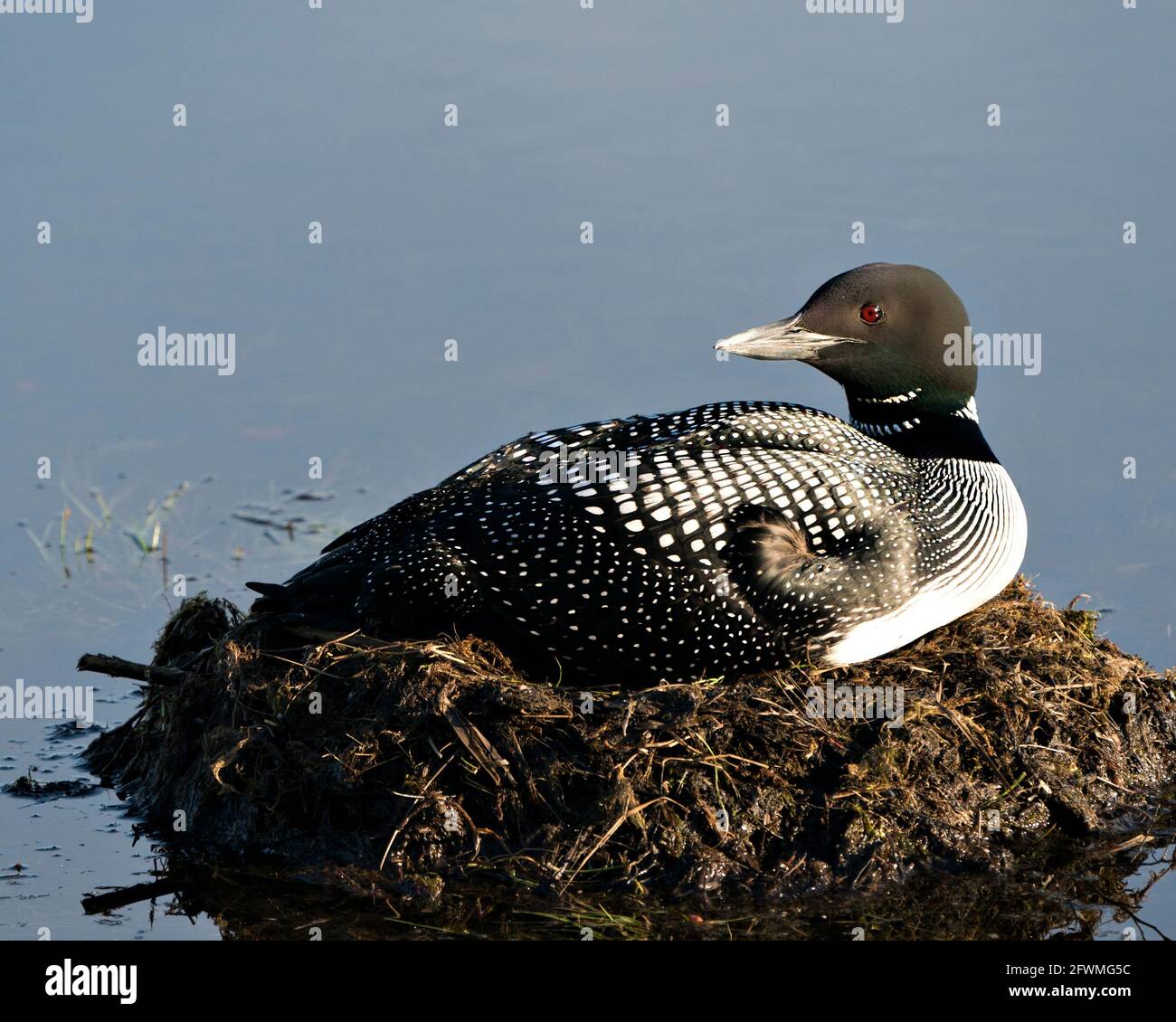 Common loon nesting bird photo hi-res stock photography and images - Alamy