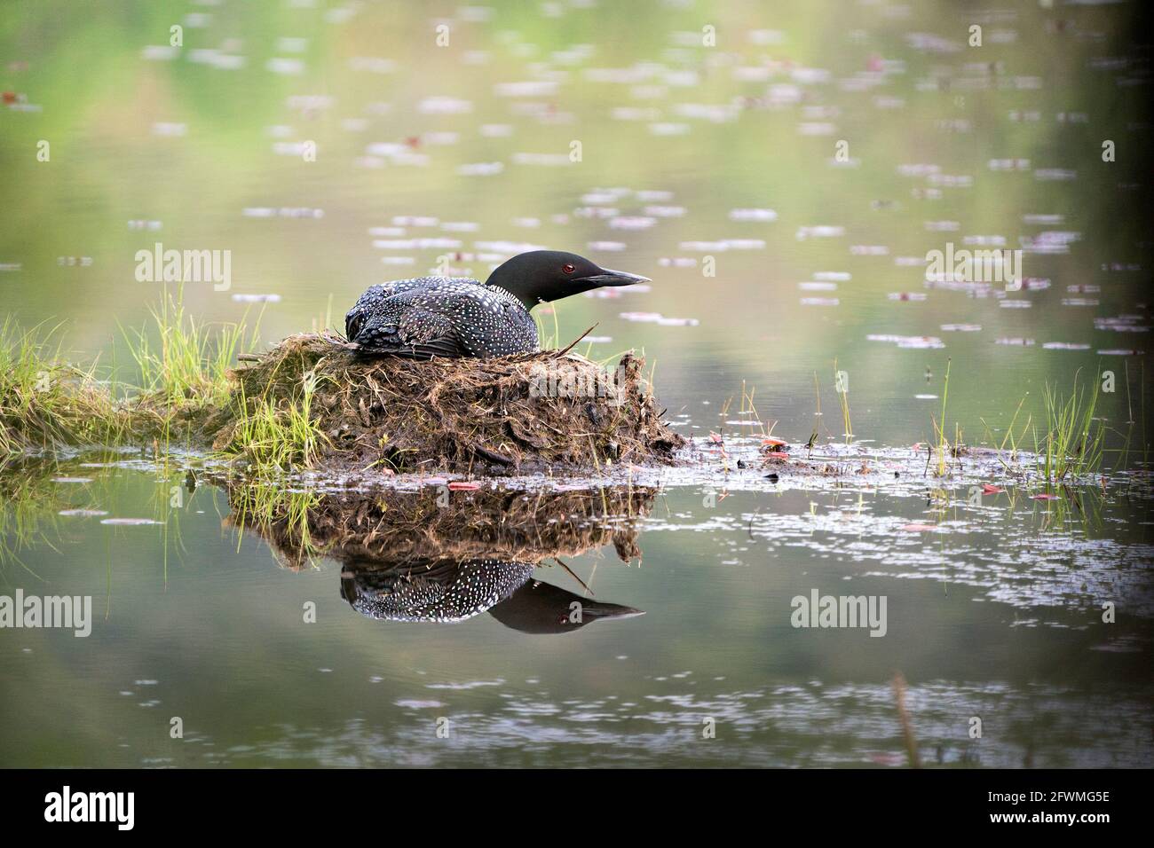 Loon nesting on its nest with marsh grasses, mud and water in its environment and habitat ...