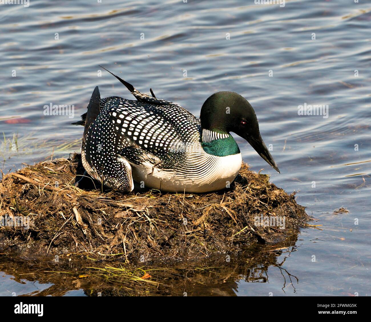 Loon nesting on its nest with marsh grasses, mud and water by the lake shore in its environment ...