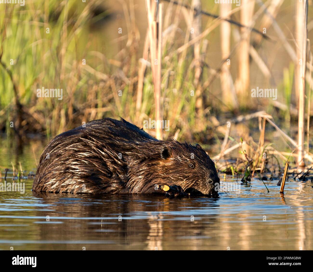 Beaver close-up profile view eating tree bark of twig in the pond with ...