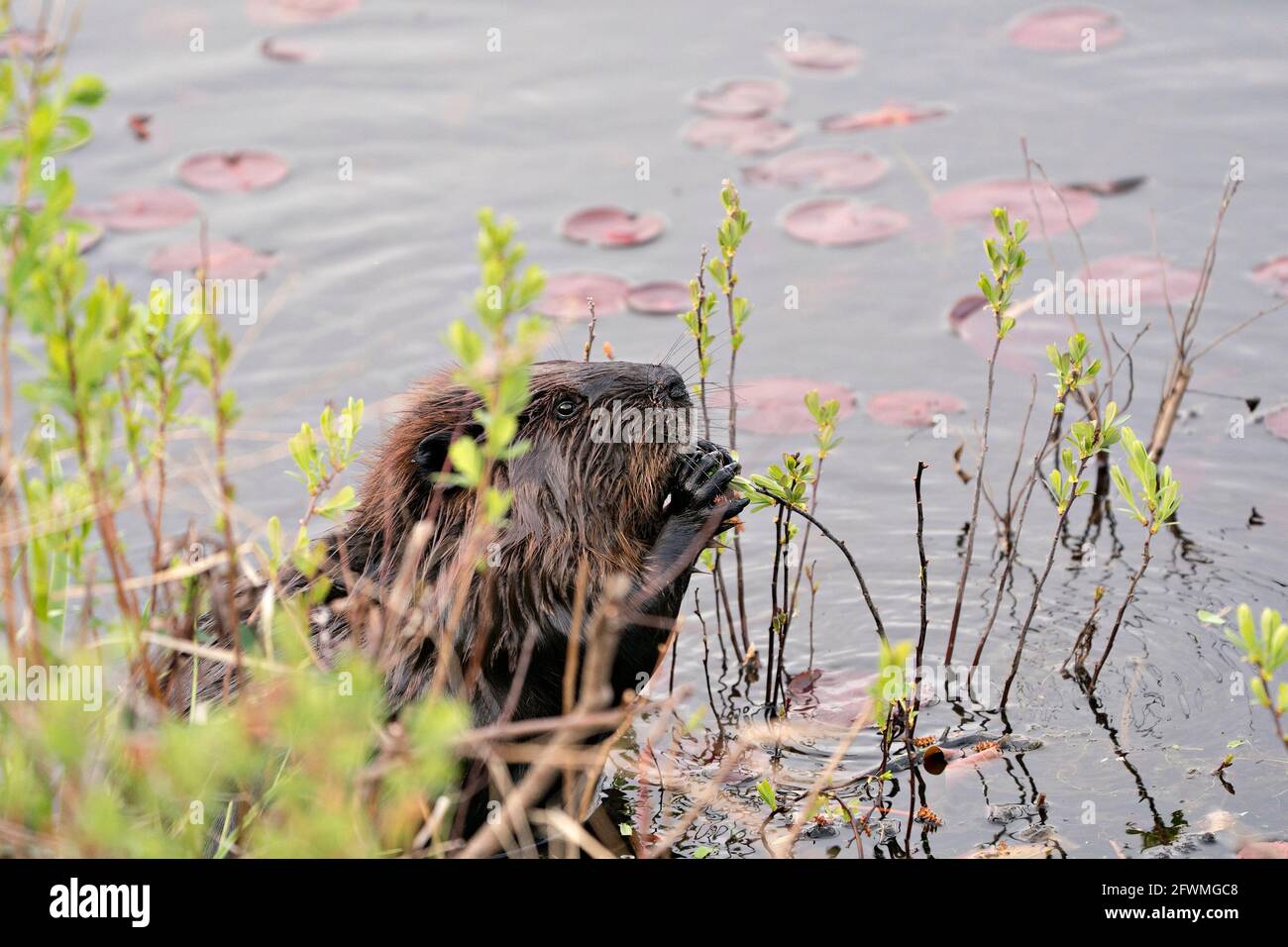 Beaver close-up profile side view head shot with water and water lily ...
