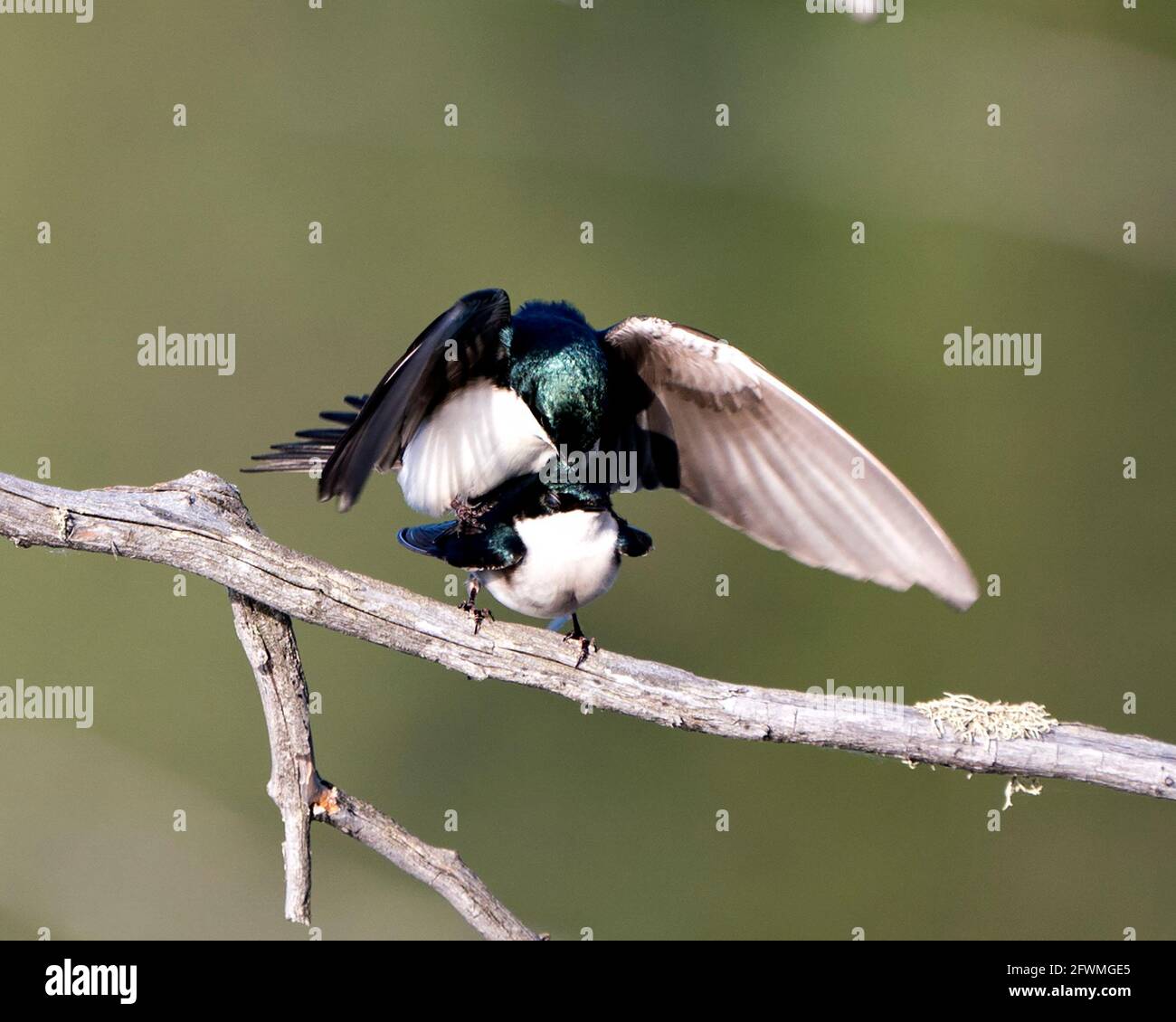 Swallow couple in courtship season and enticing her back displaying ...