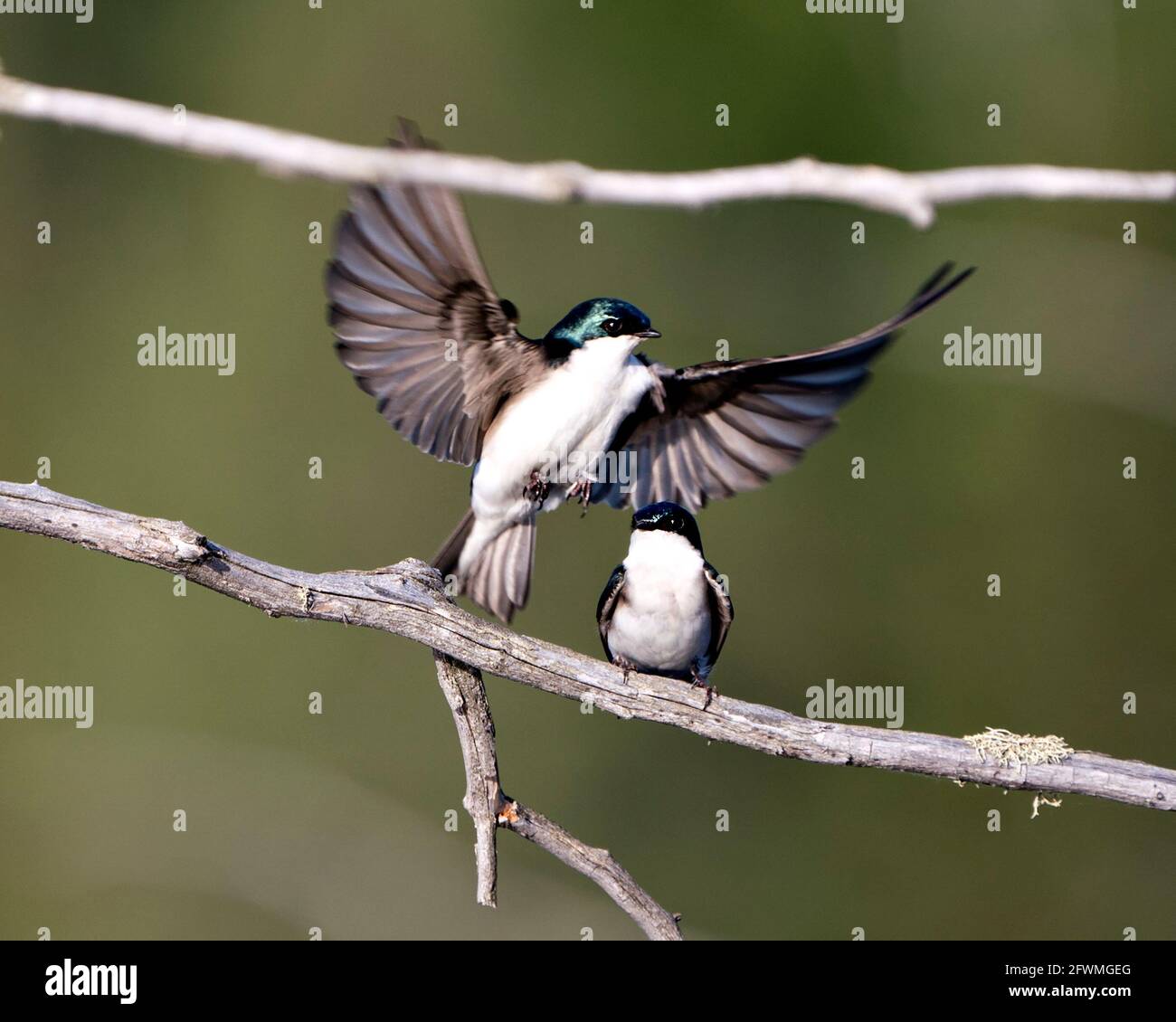 Swallow couple in courtship season and enticing her back displaying ...