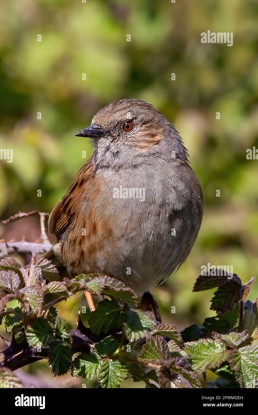 A Dunnock bird resting on a hedge row Stock Photo - Alamy