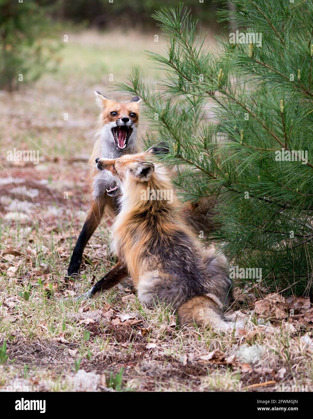 Foxes trotting, playing, fighting, revelry, interacting with a ...
