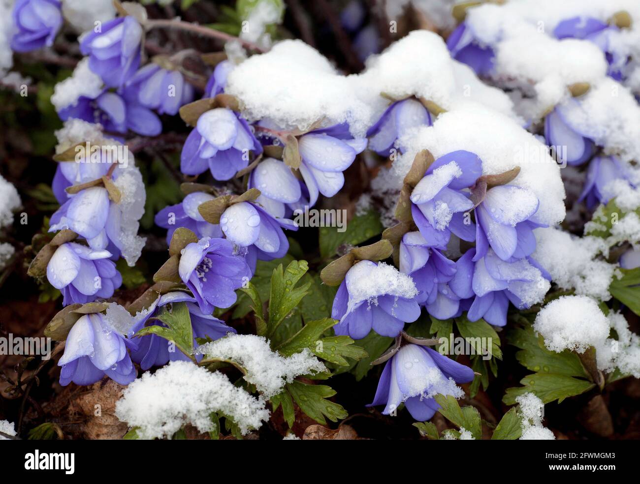 Anemone nobilis hi-res stock photography and images - Alamy