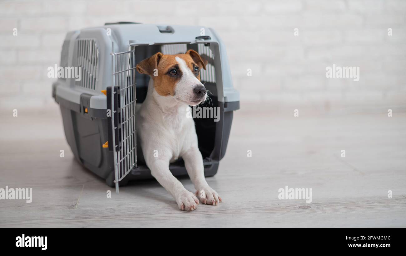 Dog jack russell terrier inside a travel carrier box for animals Stock ...