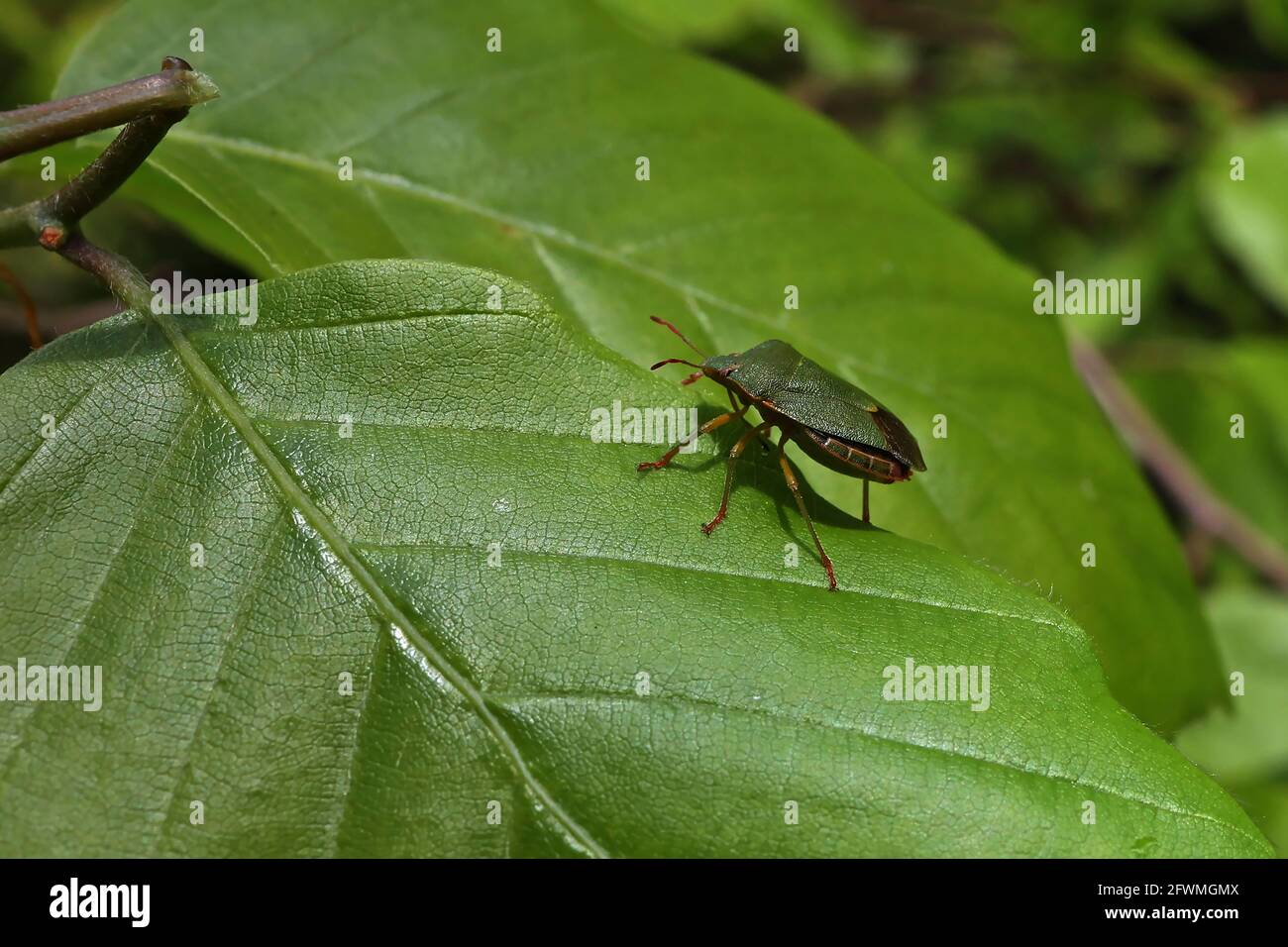 The green shield bug. Palomena prasina is a European shield bug species ...