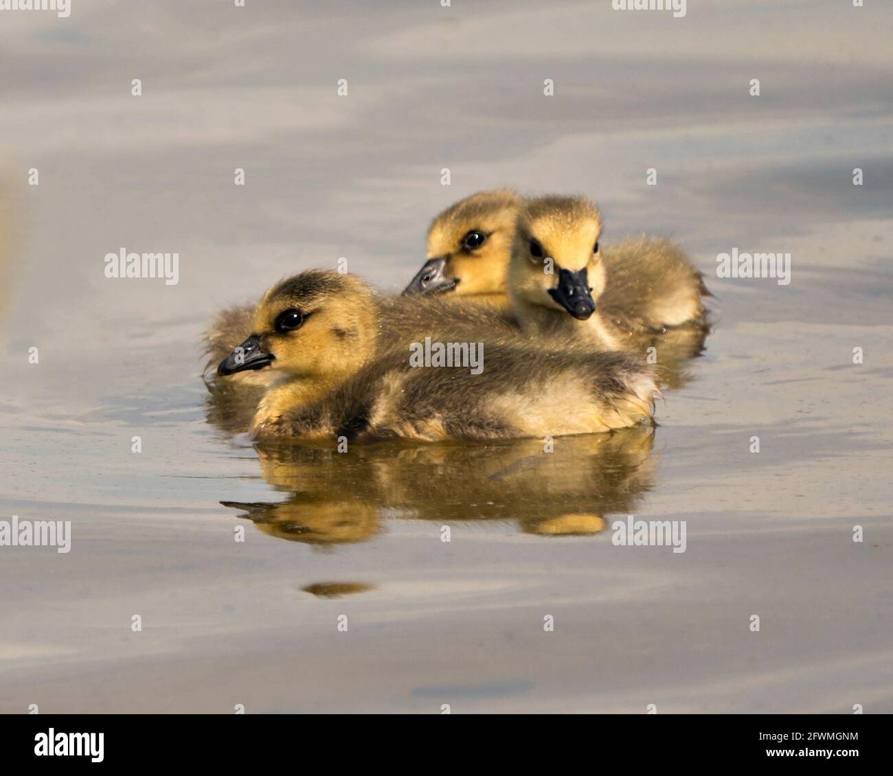 Canada gosling awesome bird hi-res stock photography and images - Alamy
