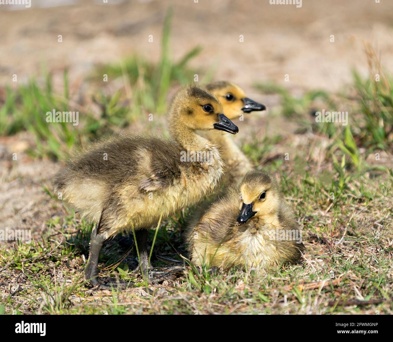 Canada gosling awesome bird hi-res stock photography and images - Alamy