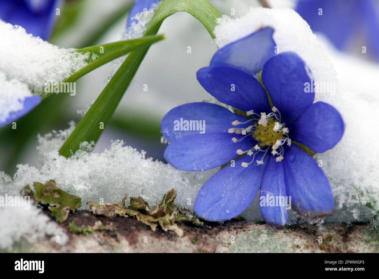 Anemone nobilis hi-res stock photography and images - Alamy