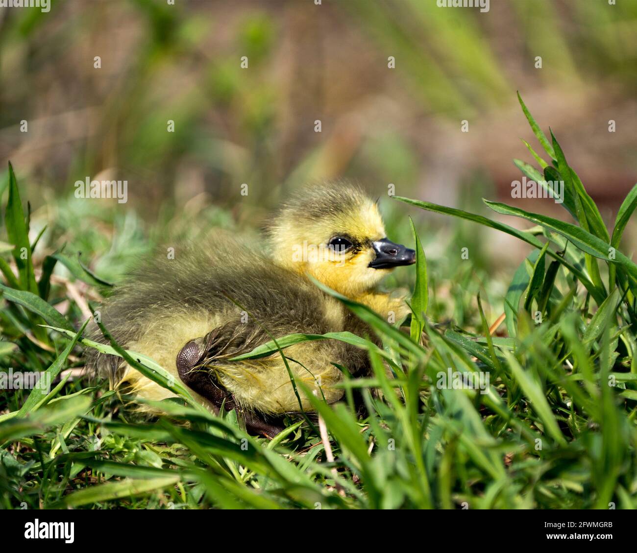 Canadian baby gosling close-up profile view resting on grass in its ...