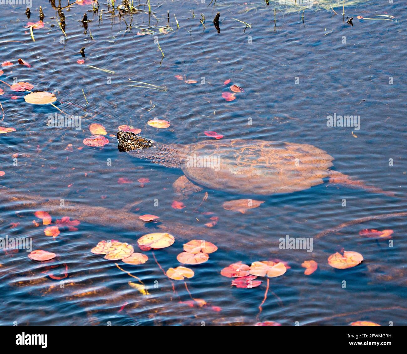 Snapping Turtle in the foggy water displaying long neck, head, turtle ...