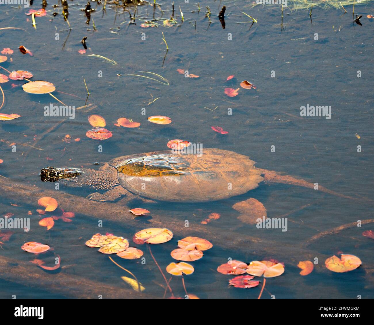 Snapping turtle displaying image hi-res stock photography and images ...