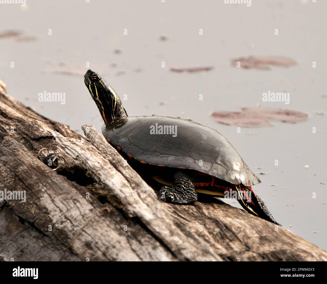 Painted turtle on a log in the pond with lily pads displaying its ...