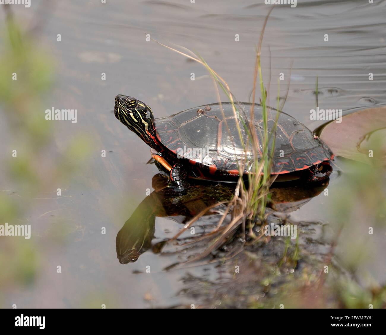 Painted turtle on log hi-res stock photography and images - Alamy