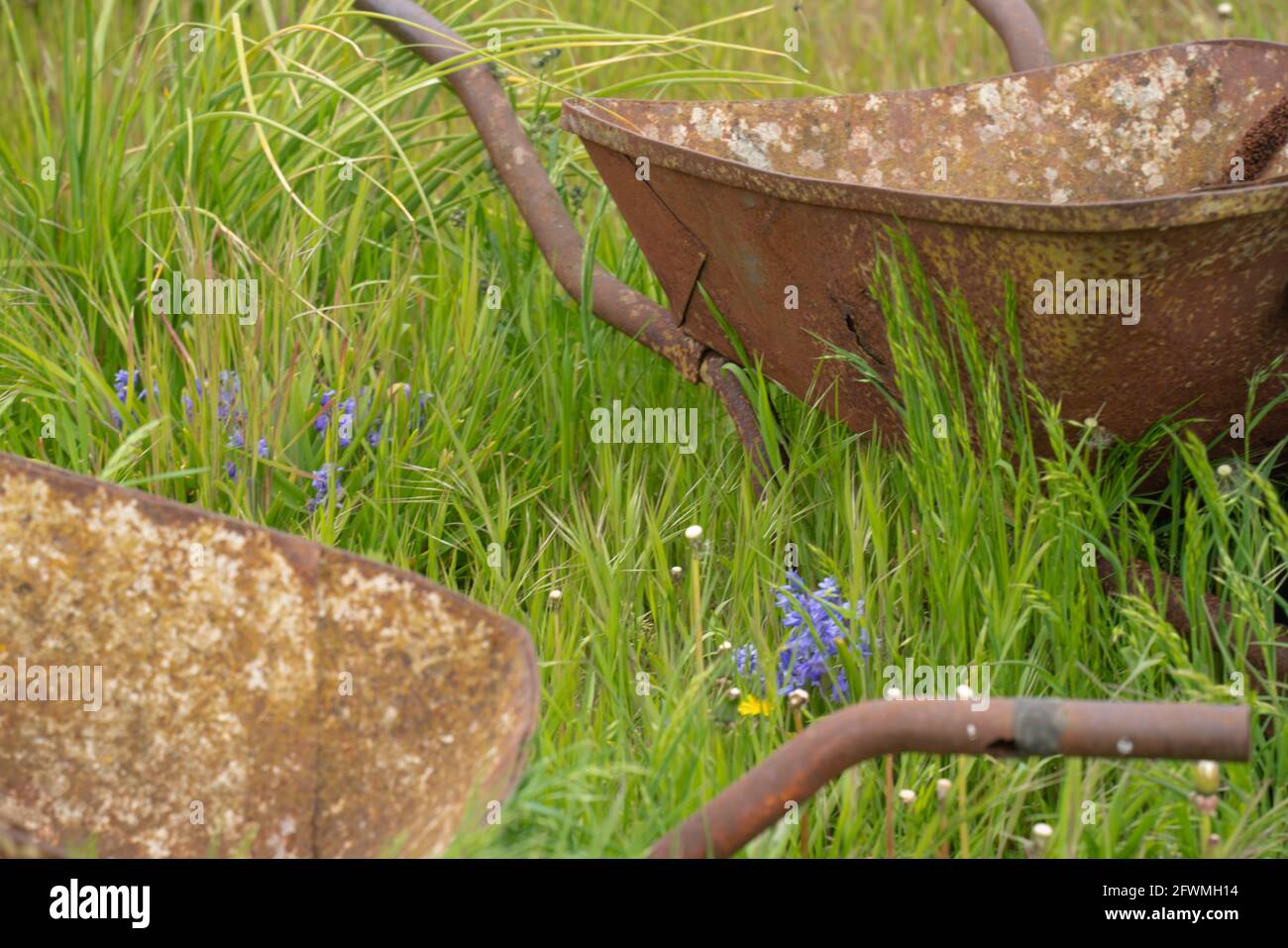 Rusty wheelbarrows, wheel, barrows, surface rust, repurposed, vintage ...