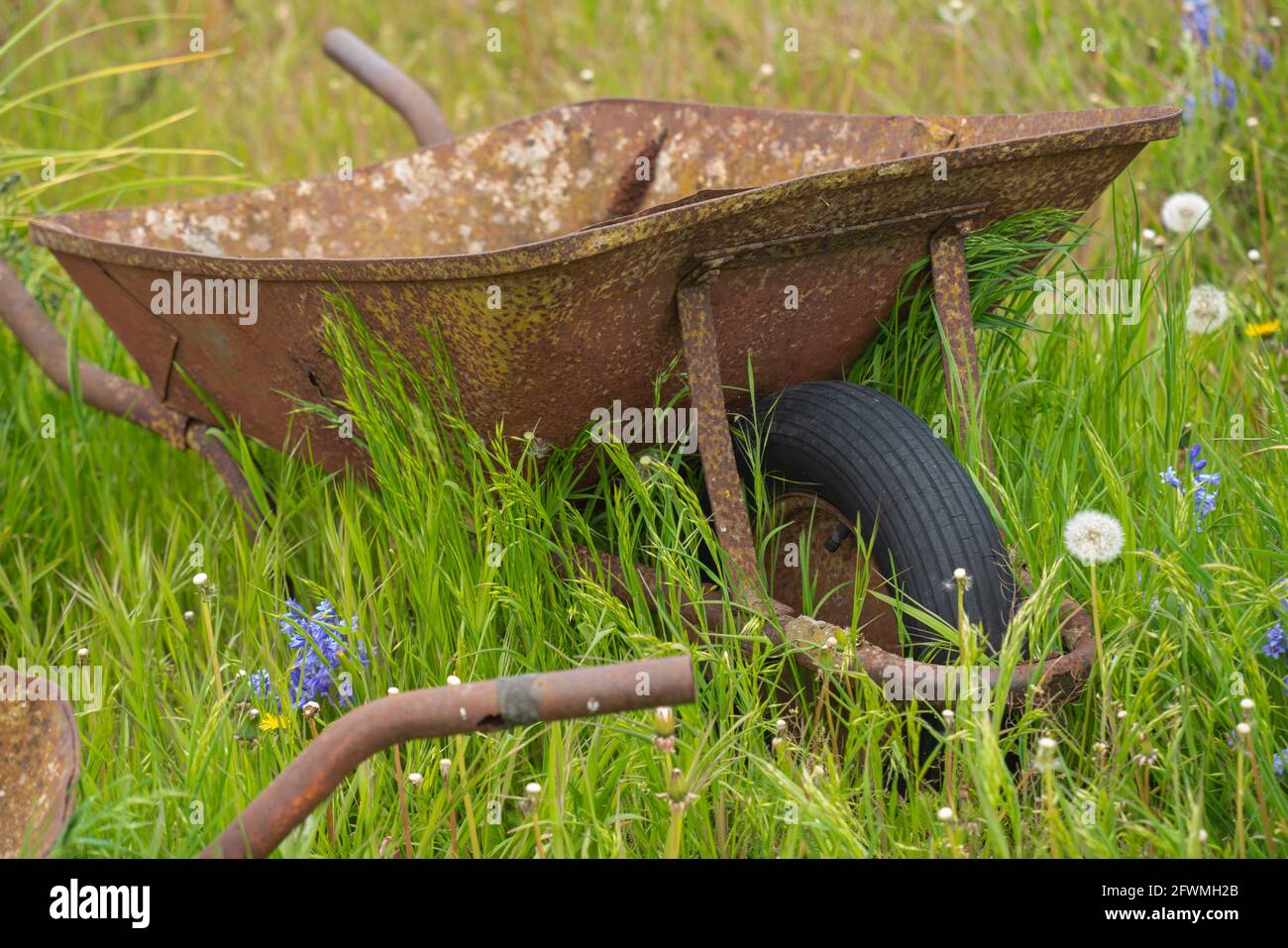 Rusty wheelbarrows, wheel, barrows, surface rust, repurposed, vintage ...