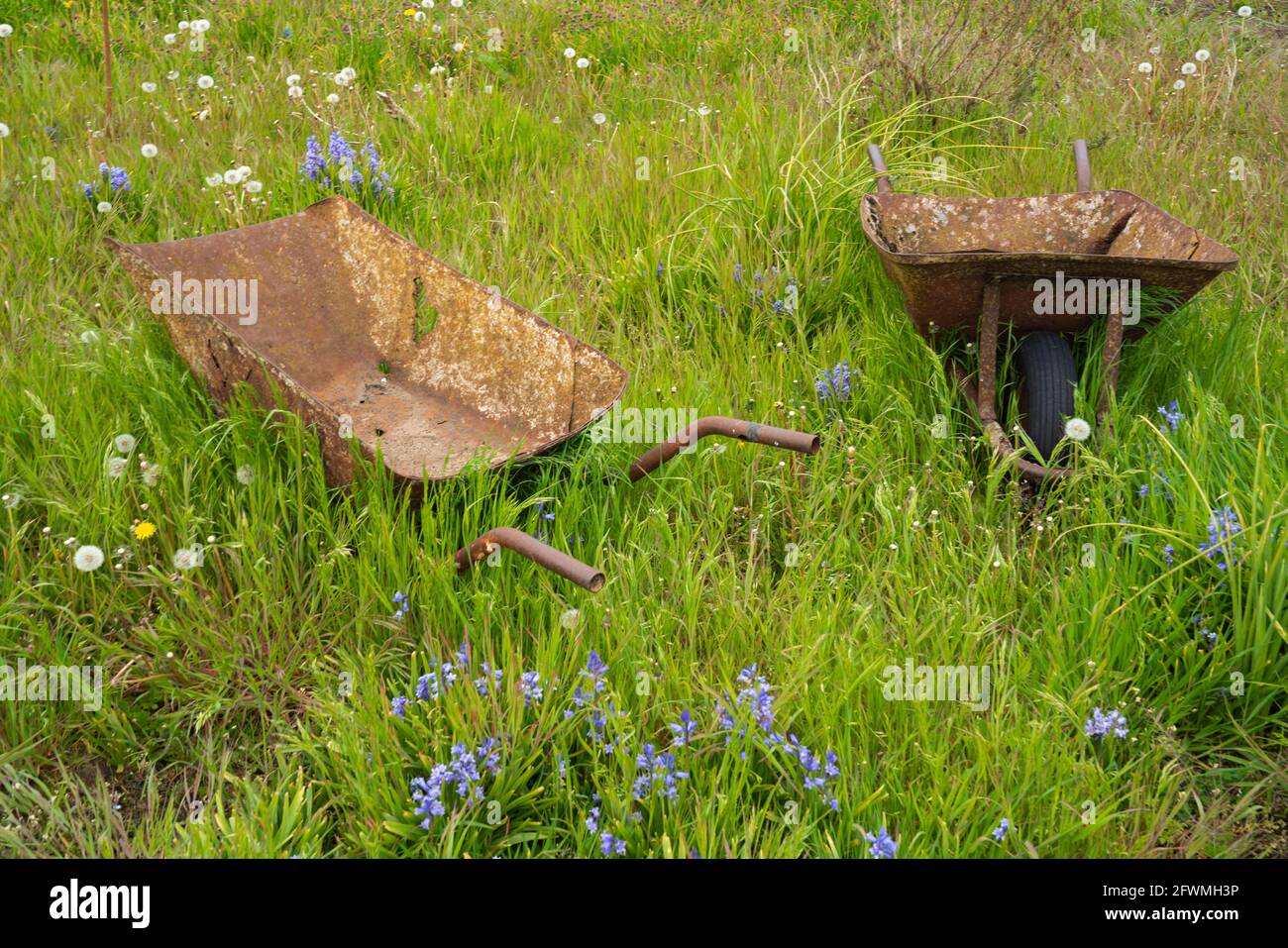 Rusty wheelbarrows, wheel, barrows, surface rust, repurposed, vintage ...