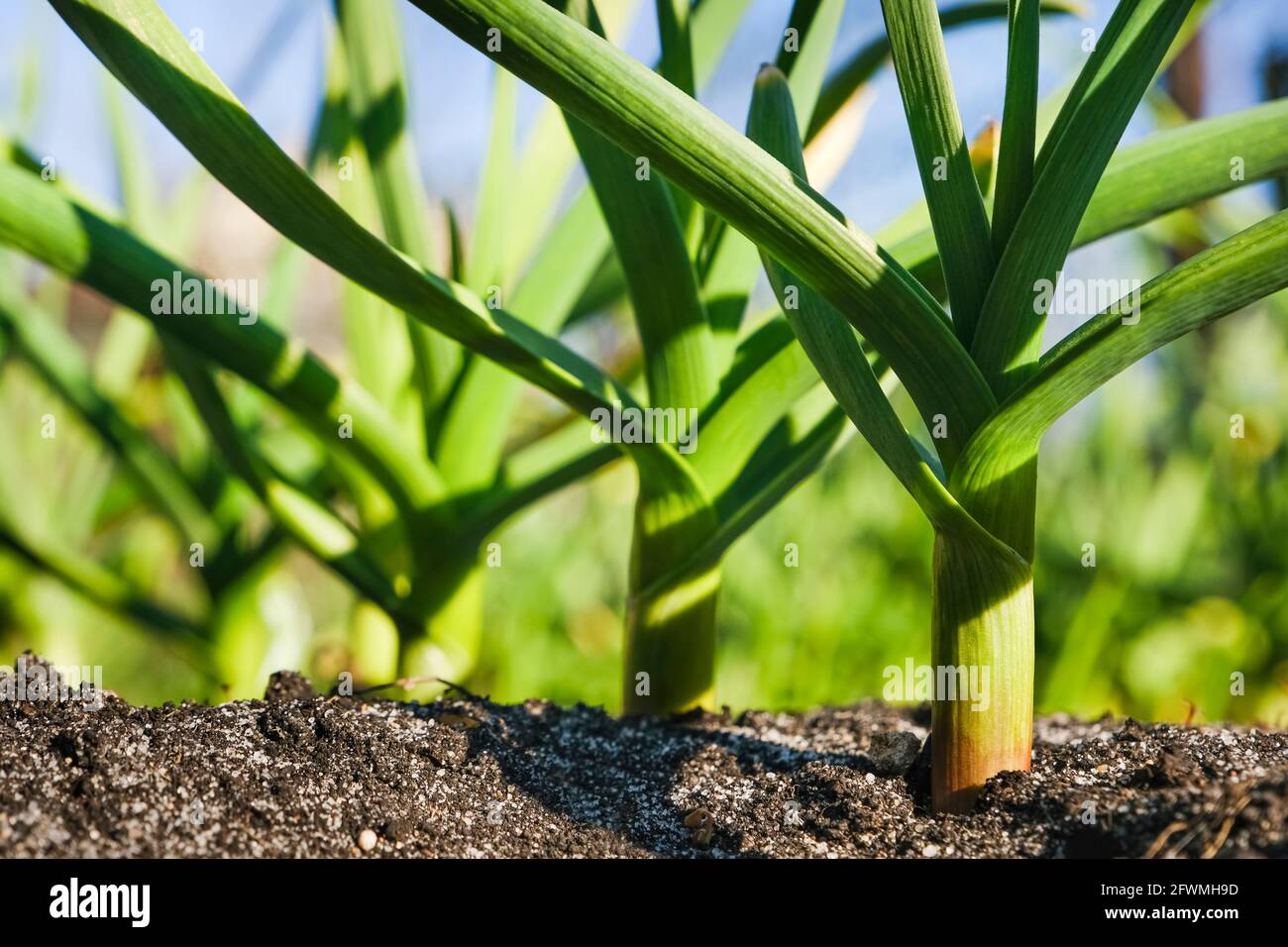 Strong plants hi-res stock photography and images - Alamy