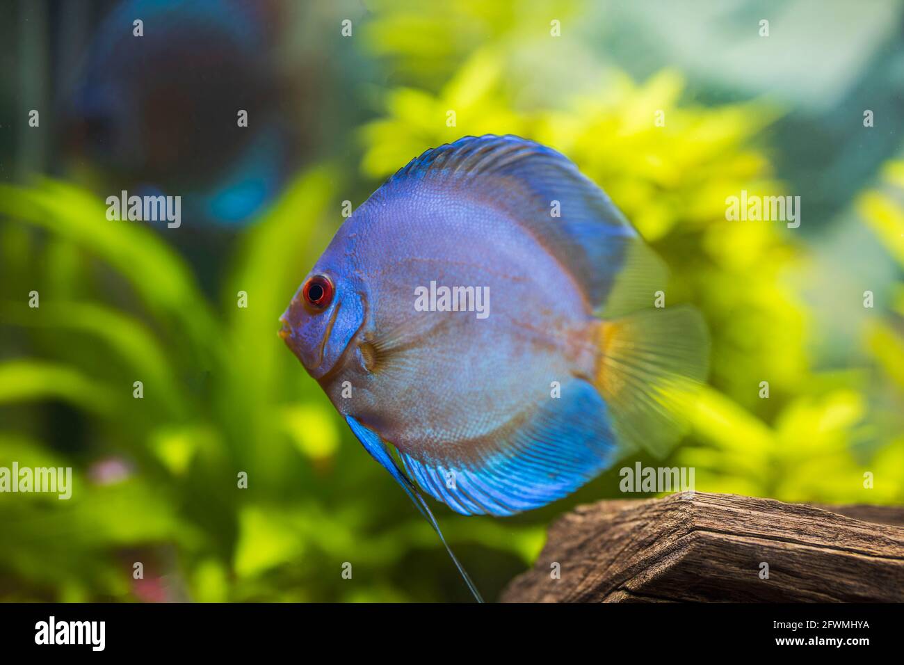 Blue Diamond Discus