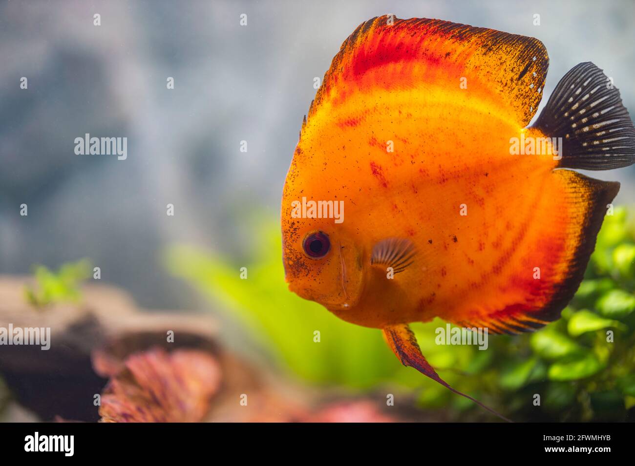 View of red melon discus fish swimming in planted aquarium. Tropical ...