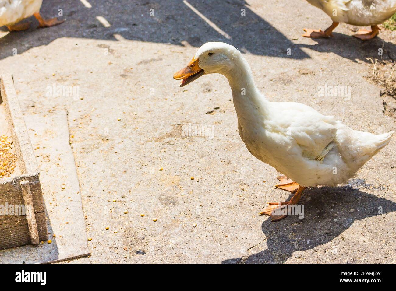 Under feathers white hi-res stock photography and images - Alamy
