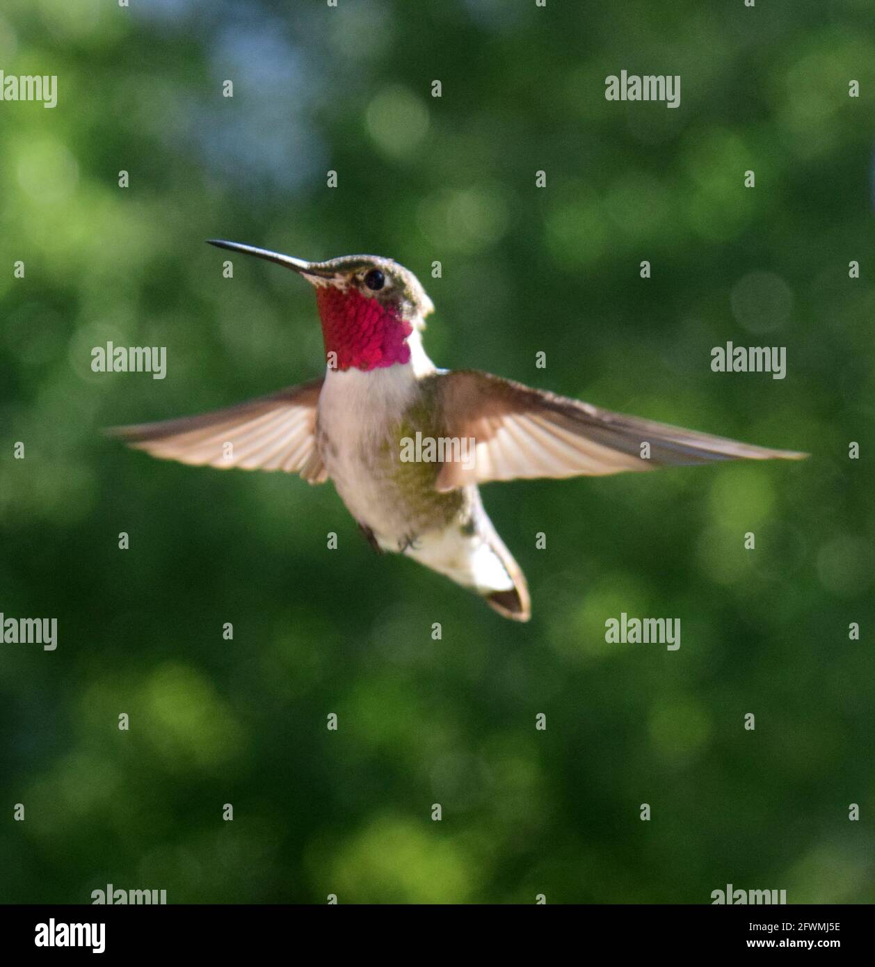 Broad Tailed Hummingbird Stock Photo - Alamy