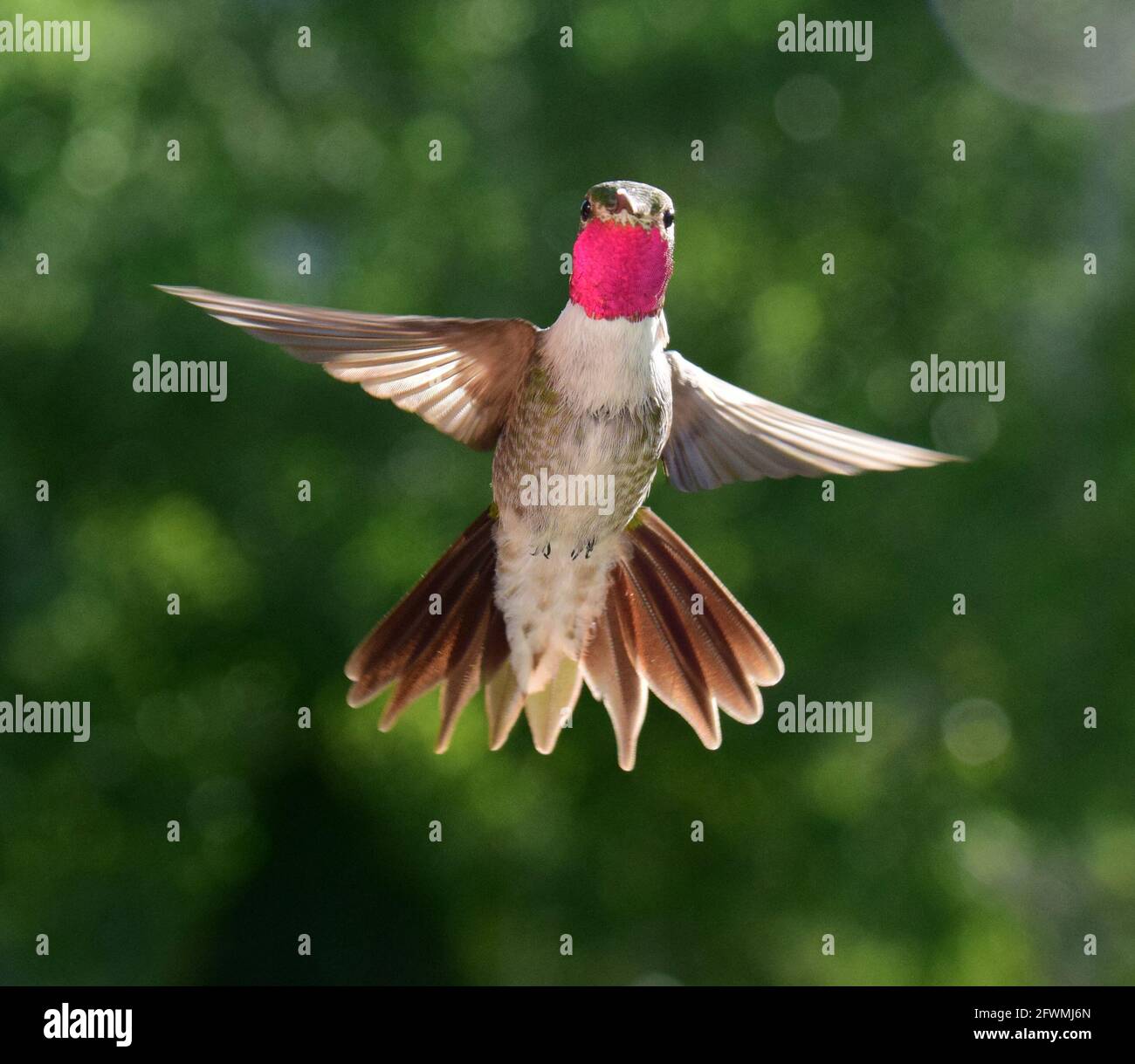 Broad Tailed Hummingbird Stock Photo - Alamy