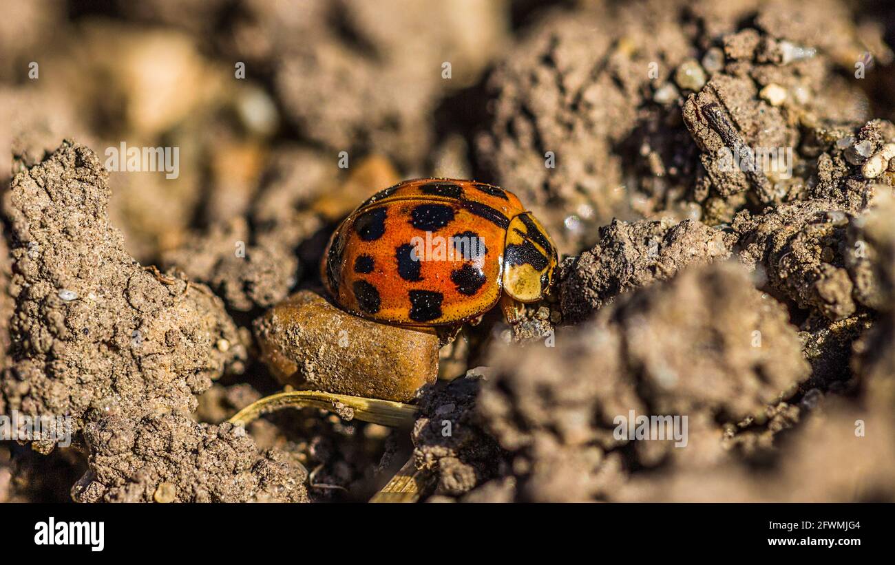 A shallow focus of a ladybug on the ground Stock Photo - Alamy