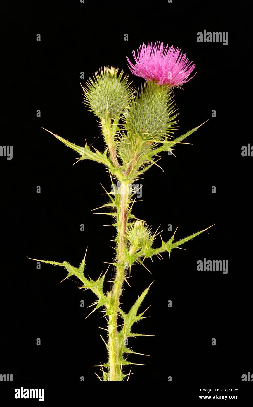 Thistle (Cirsium vulgare) Photo: Kjell-Arne Larsson / TT / code 2256 ...